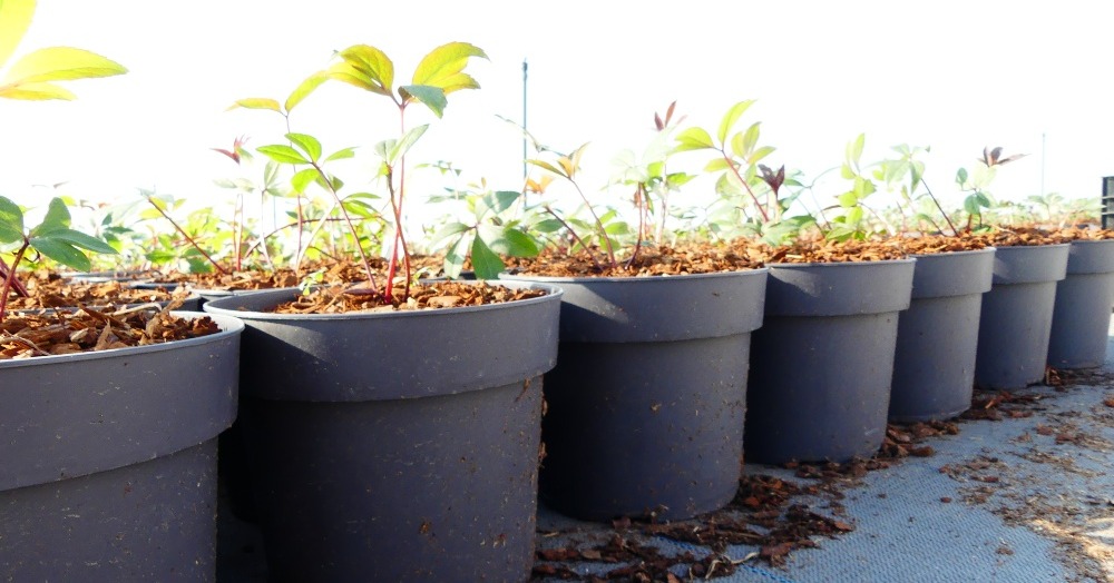 Best greenhouse flooring solutions