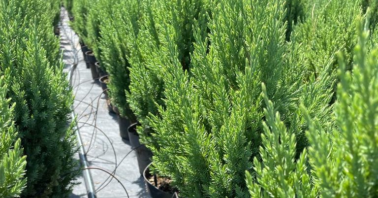 Greenhouse irrigation system [5 options]